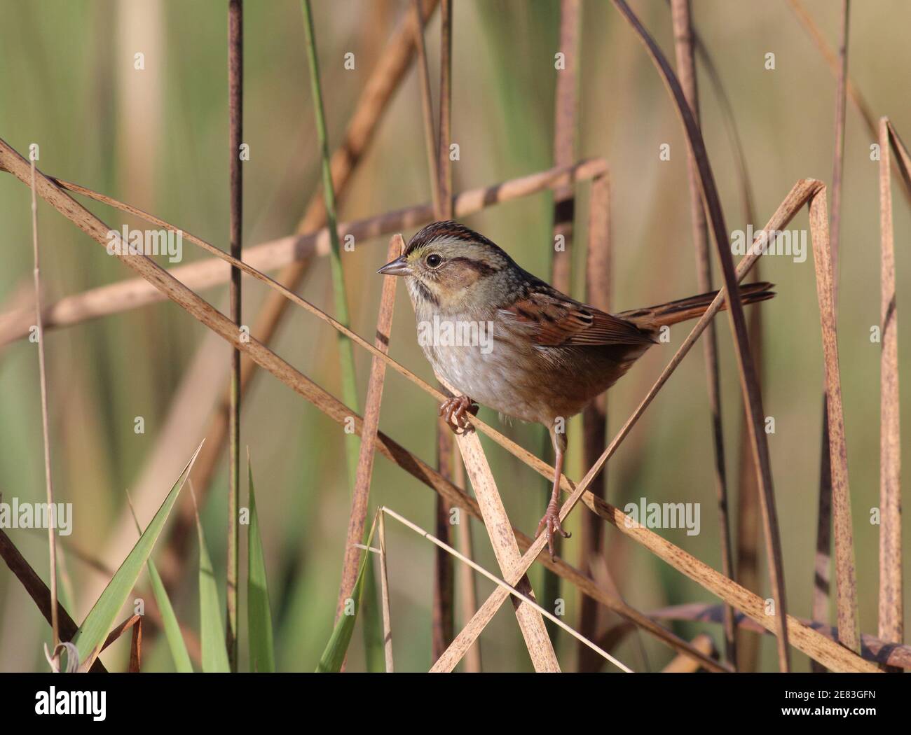 Swamp sparrow hi-res stock photography and images - Alamy