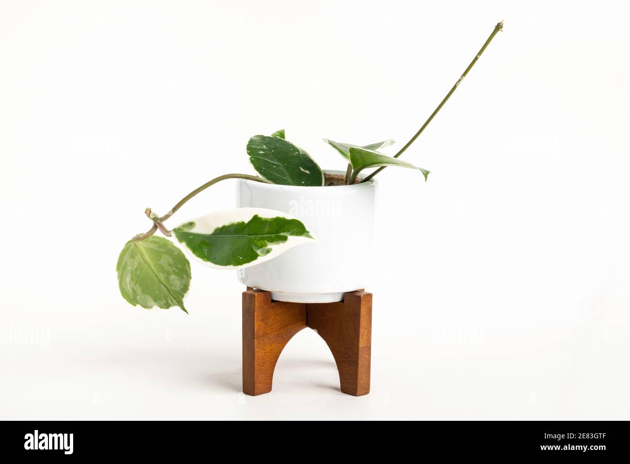 A formal studio shot of the Hoya canosa plant on a white mid-century ...
