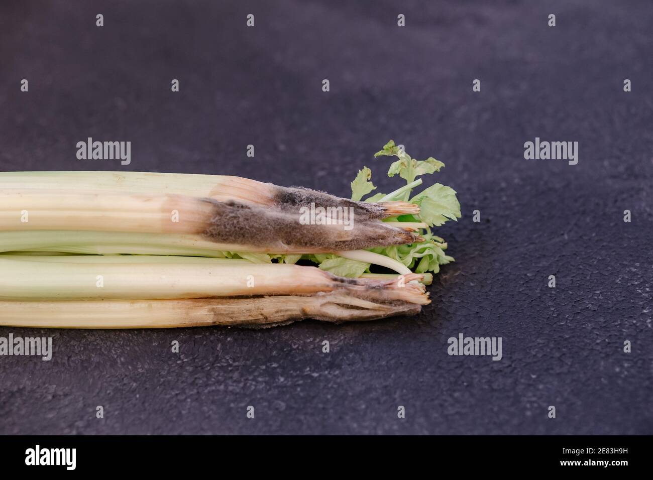 A close up of a unhealthy rotten spoiled celery on dark background ...