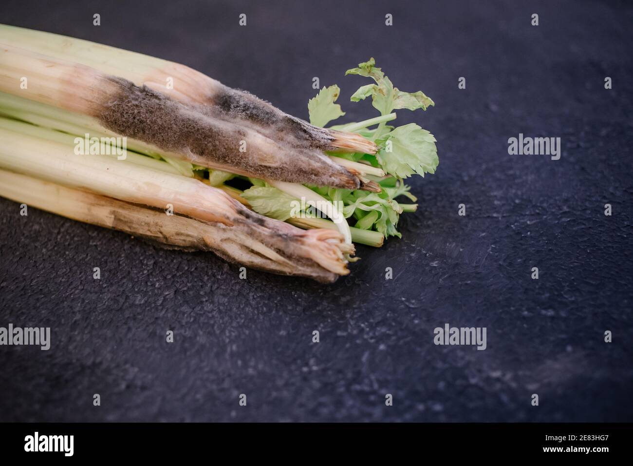 A close up of a unhealthy rotten spoiled celery on dark background ...