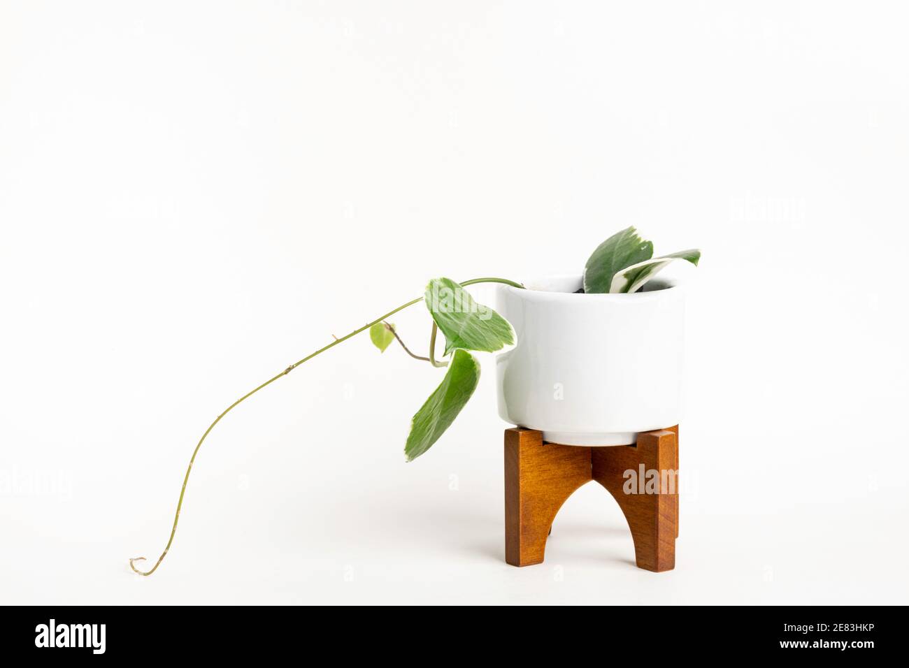 A formal studio shot of the Hoya canosa plant on a white mid-century ...