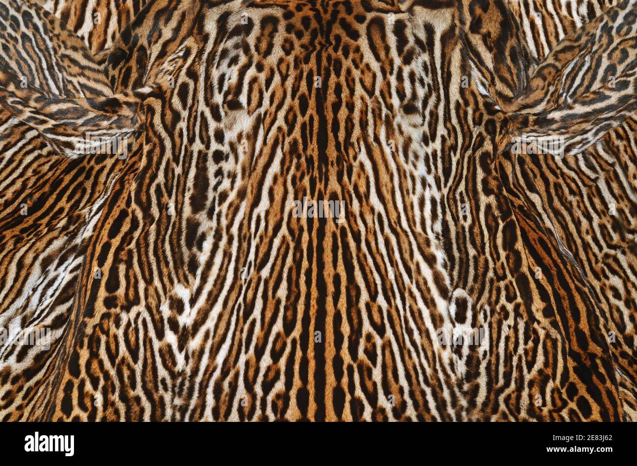 Skins of big cats hi-res stock photography and images - Alamy