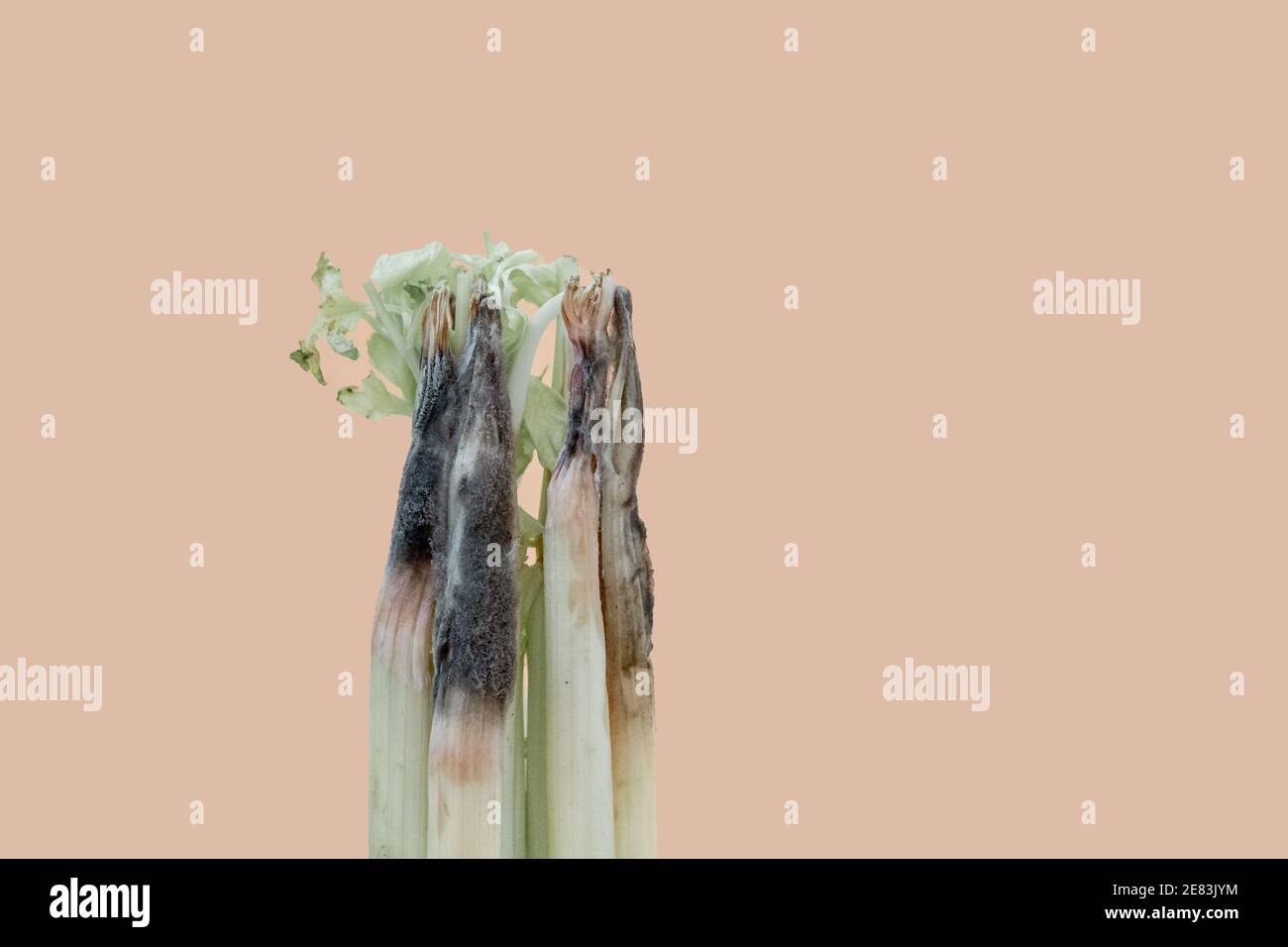 A close up of a unhealthy rotten spoiled celery on light background ...