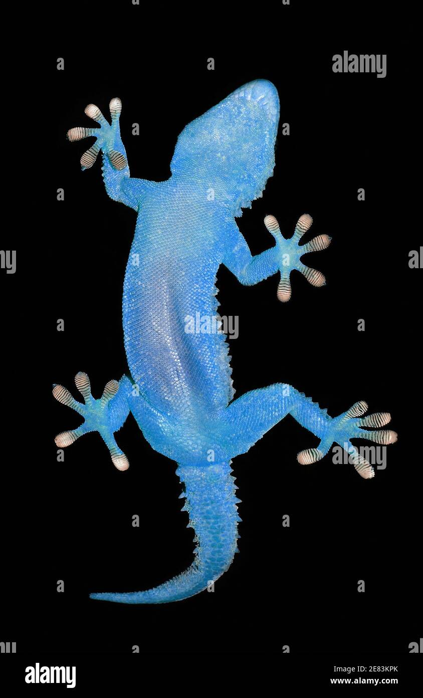 gecko showing adhesive fingers by night Stock Photo - Alamy