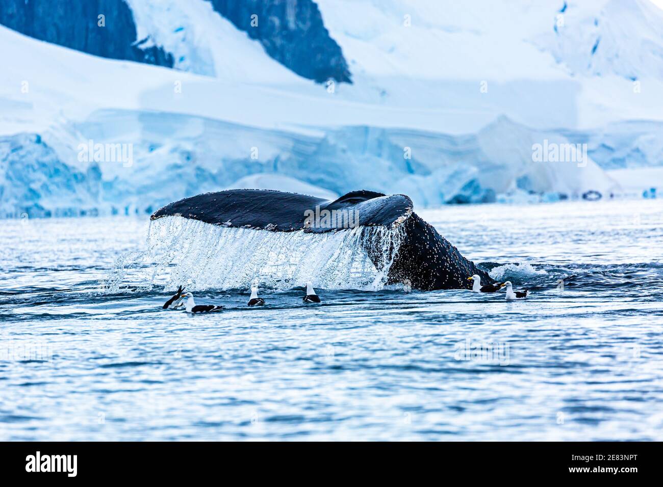 Ghetto penguins hi-res stock photography and images - Alamy