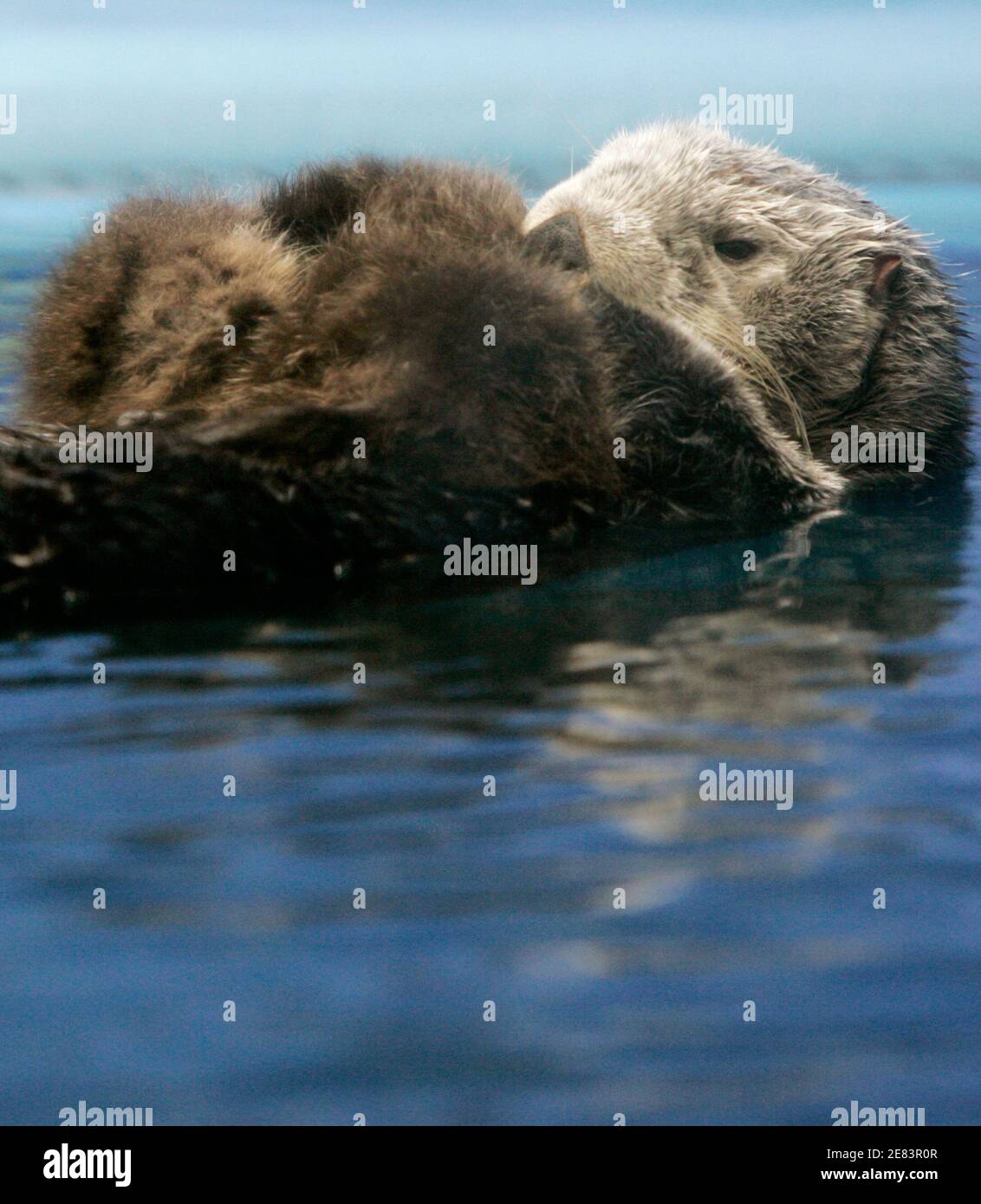 Human sea otter hi-res stock photography and images - Alamy