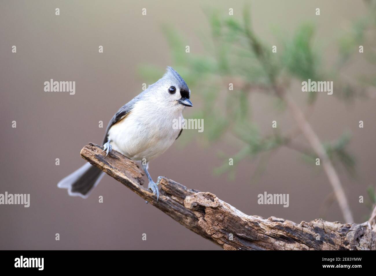Tufted Titmouse, Baeolophus bicolor Stock Photo - Alamy