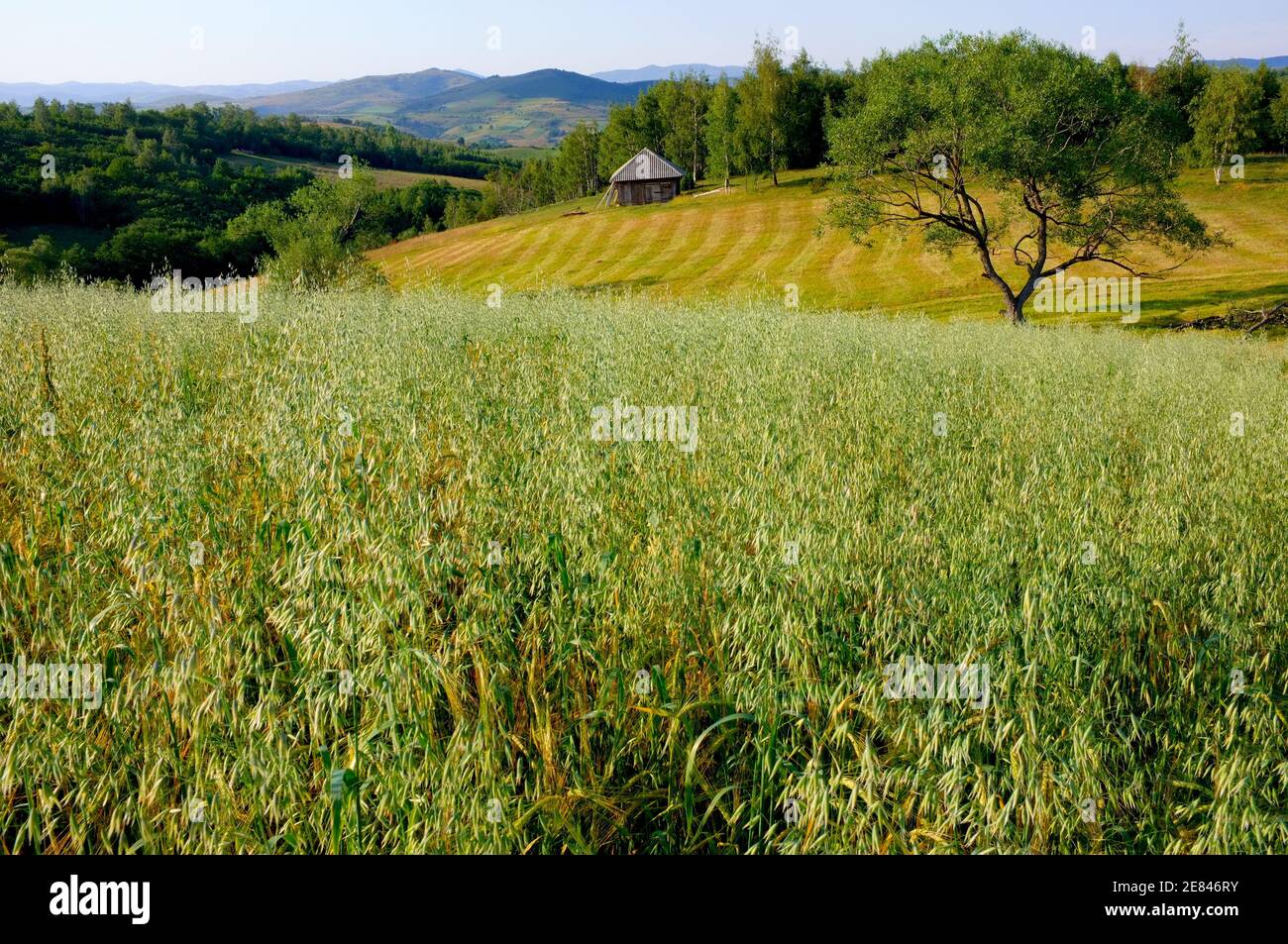 rural landscape in Sjenica, Serbia Stock Photo - Alamy