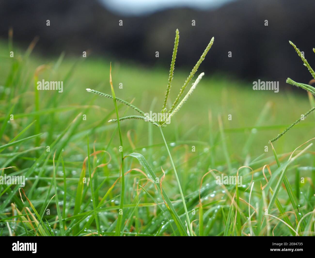 Wet Weed High Resolution Stock Photography and Images - Alamy