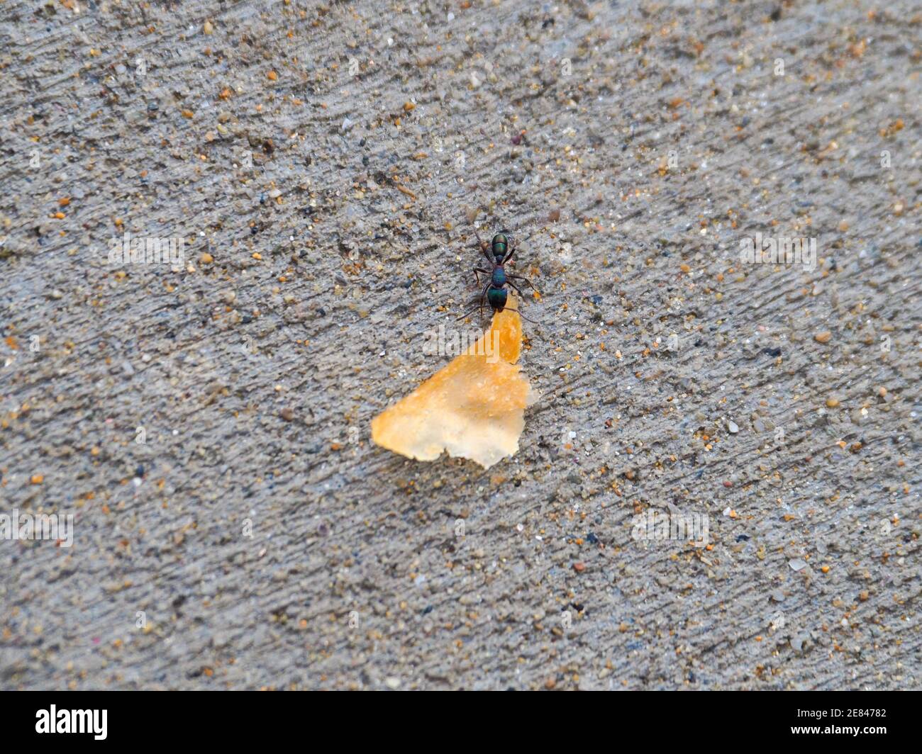An Ant with a mighty load of a croissant crumb Stock Photo - Alamy