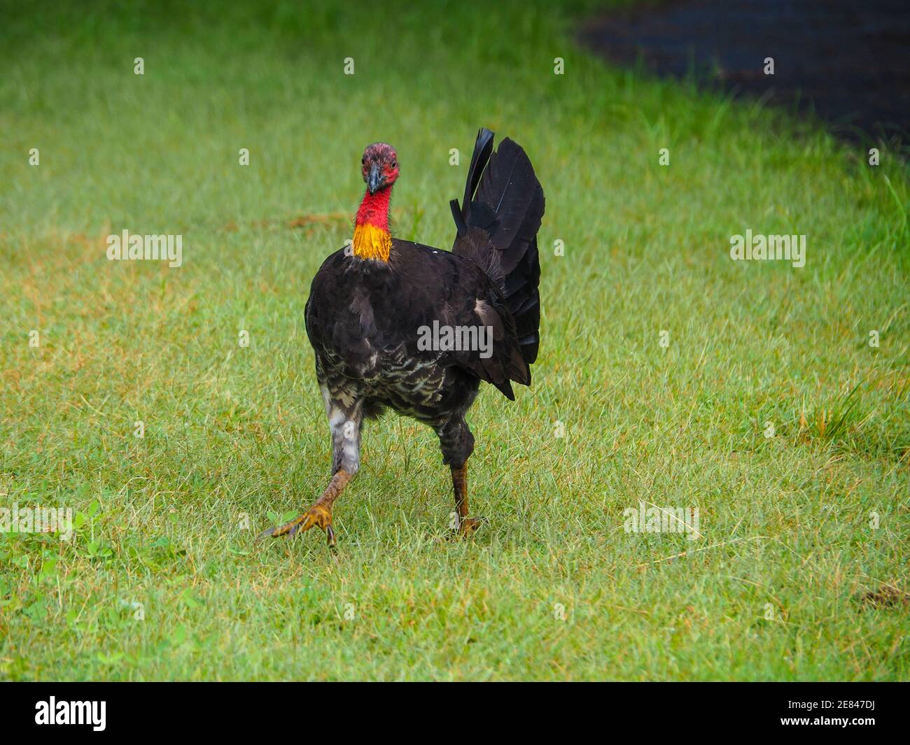 A Big Bird. Bush Turkey or Brush turkey running and roaming around on ...