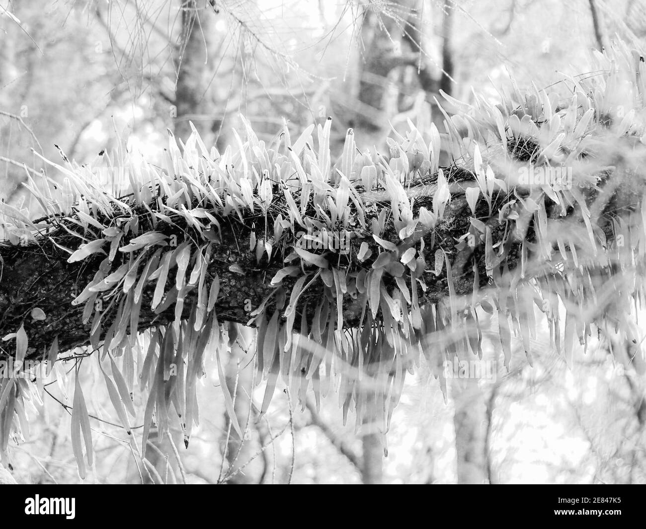 Tree trees twisted branches Black and White Stock Photos & Images - Alamy
