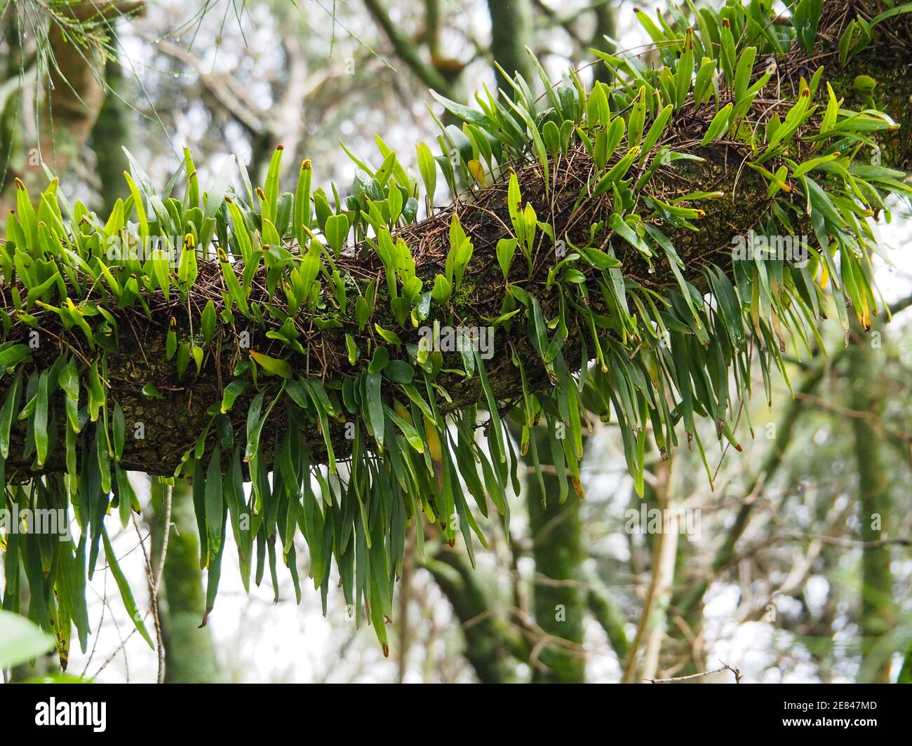 Wound Vines High Resolution Stock Photography and Images - Alamy