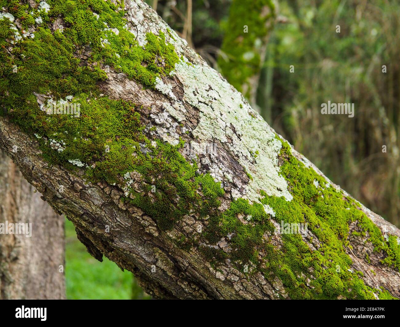 Spongy trunk hi-res stock photography and images - Alamy