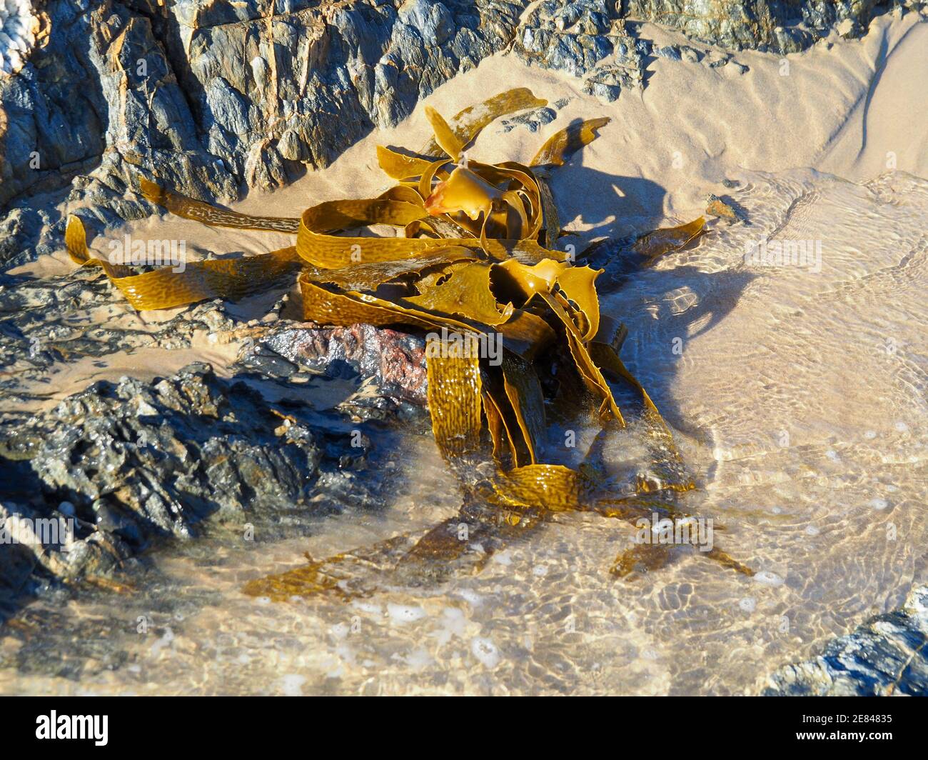 wet seaweed, lit up by the sun, draped over a sandy rock on the shore ...