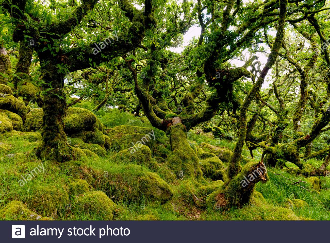 Mossy Oak Trees High Resolution Stock Photography and Images - Alamy