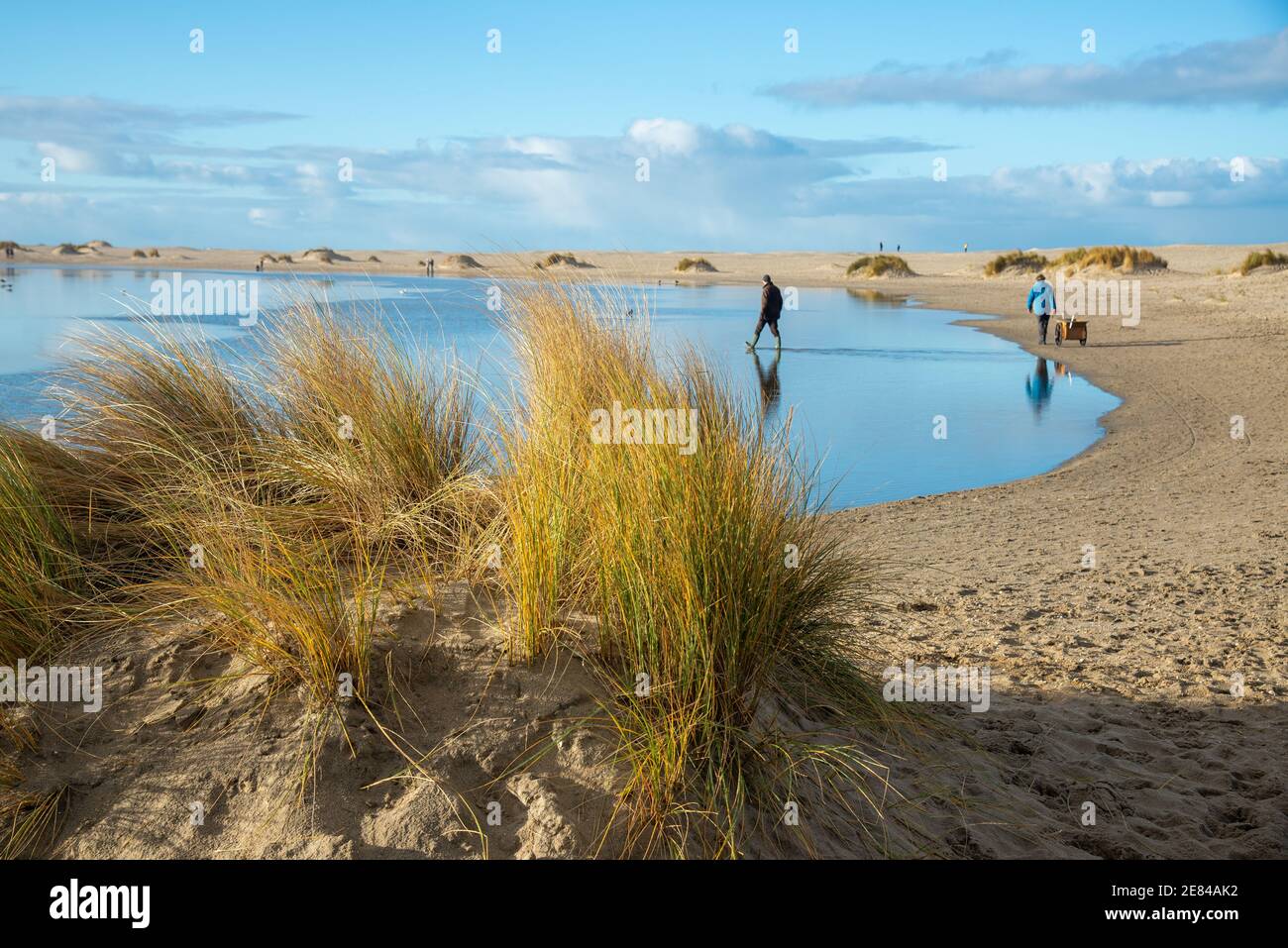 newly formed dunes with vegetation at beach at Zandmotor in Monster ...