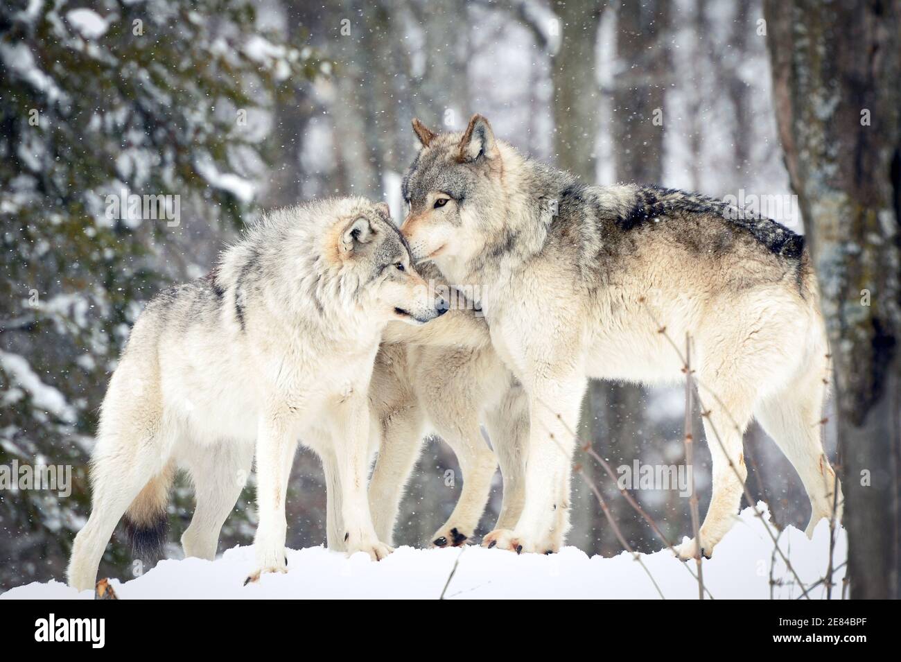 Animals interacting environment hi-res stock photography and images - Alamy