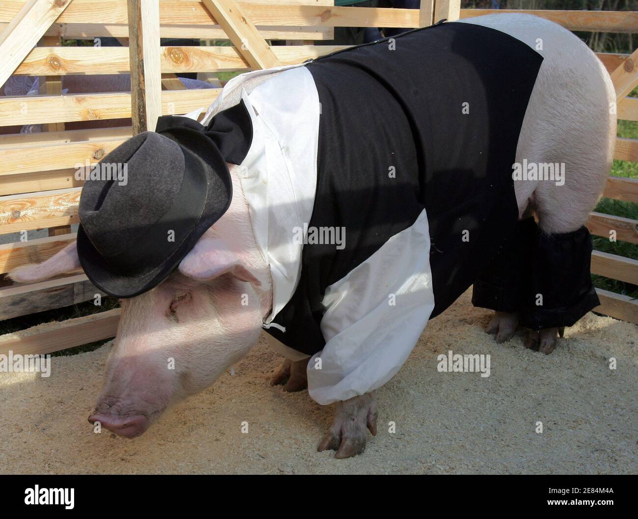 Fat Suit Costume High Resolution Stock Photography and Images - Alamy
