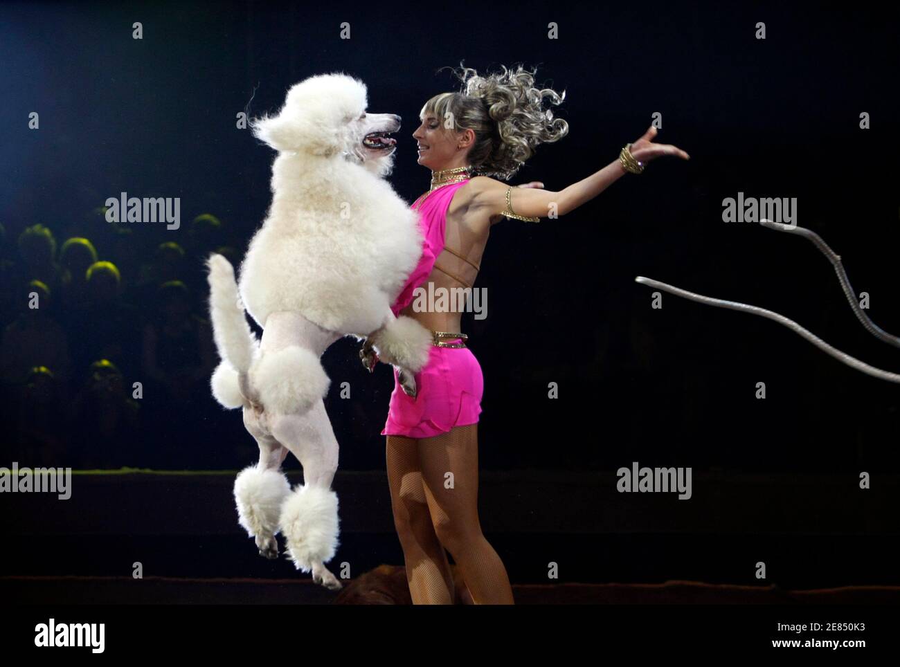 Performing Dogs High Resolution Stock Photography and Images - Alamy