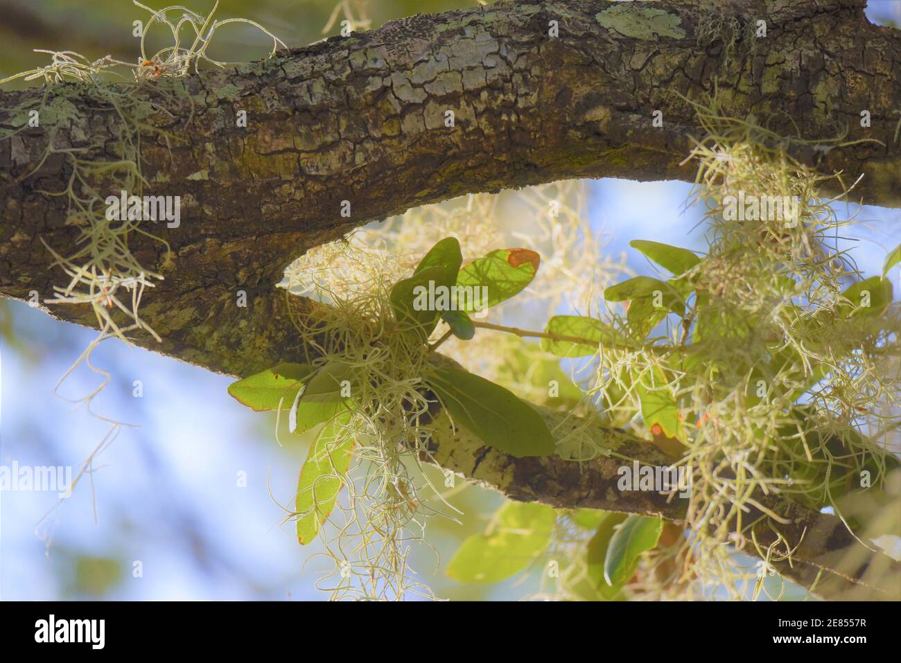 Heavenly spanish moss hi-res stock photography and images - Alamy