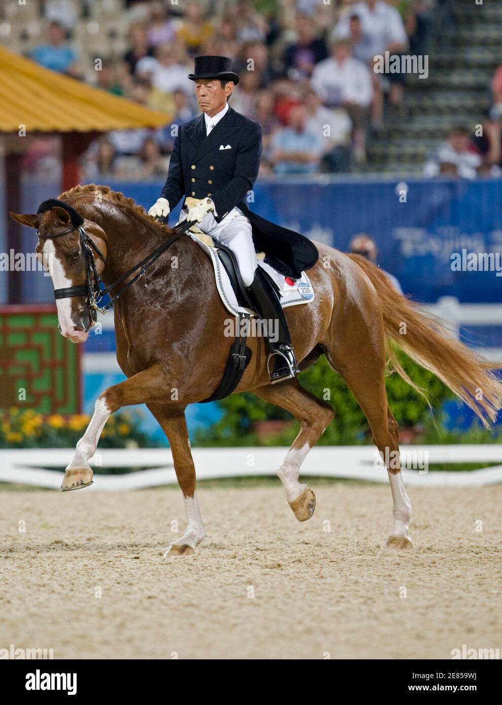 Equestrian wildlife hi-res stock photography and images - Alamy