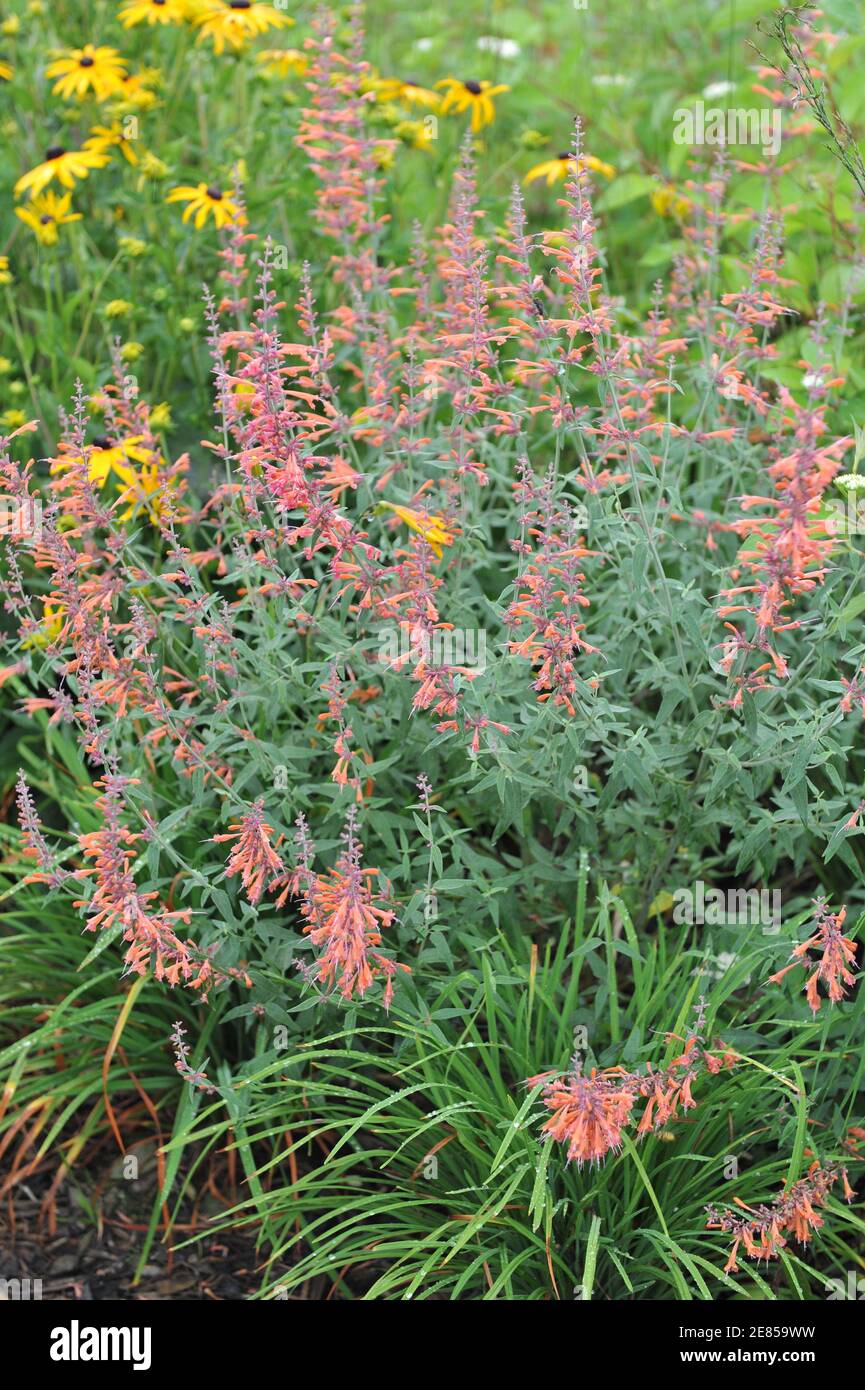 Giant hyssop (Agastache barberi) Firebird with grey-green leaves and ...