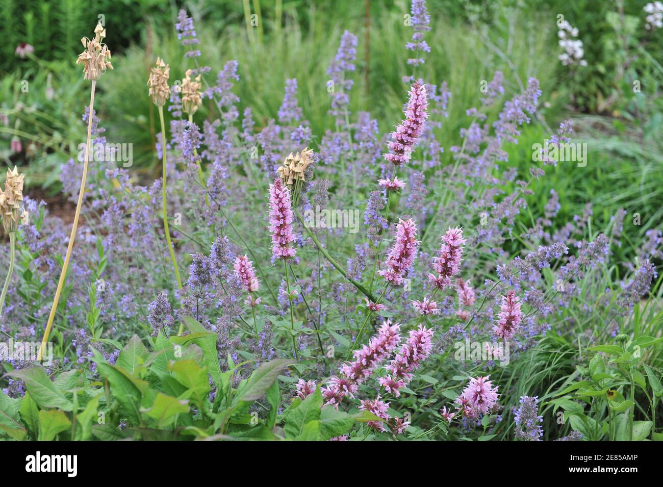 Mexican giant hyssop (Agastache mexicana) Red Fortune, Nectaroscordum ...