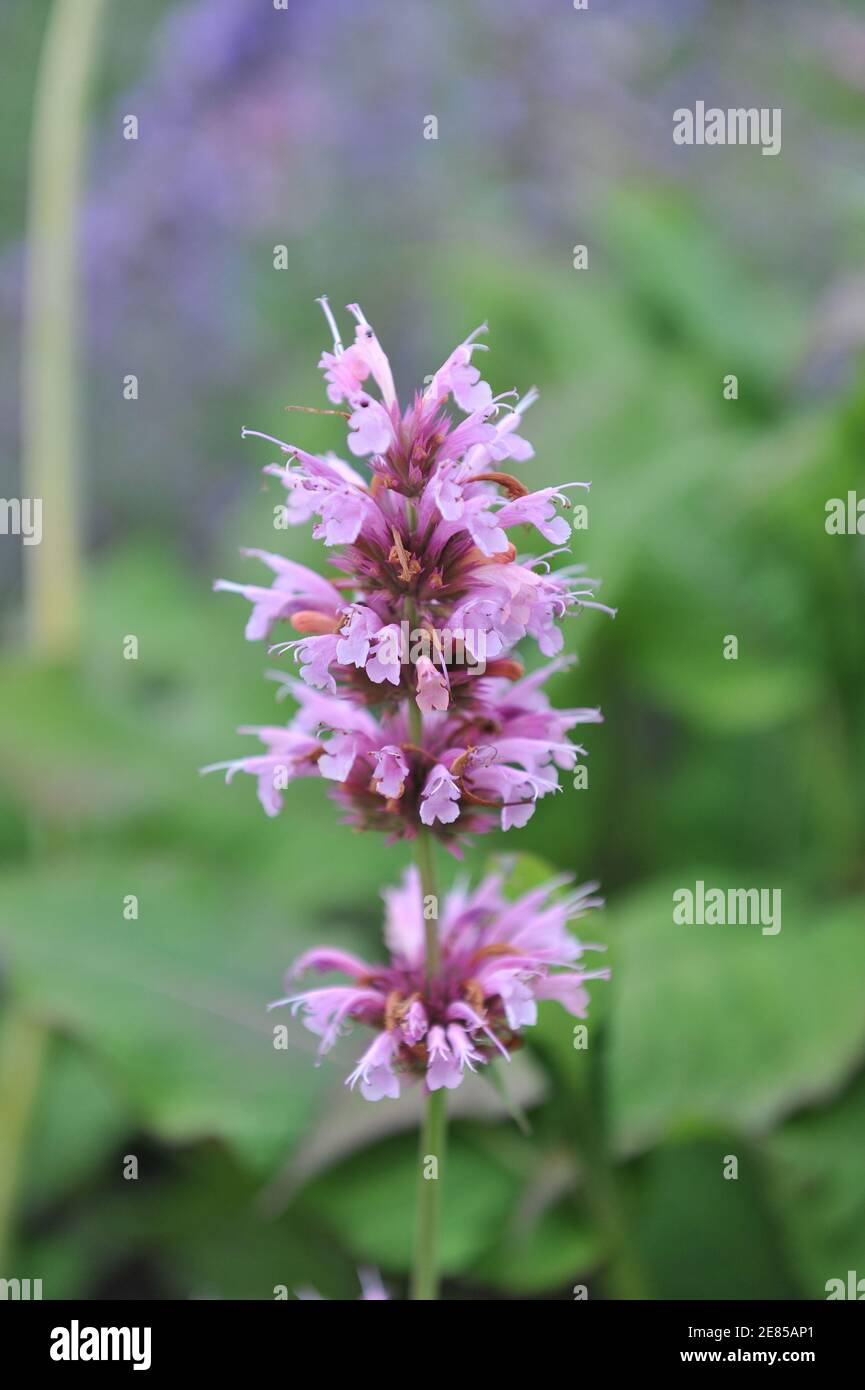 Mexican giant hyssop agastache mexicana hi-res stock photography and ...