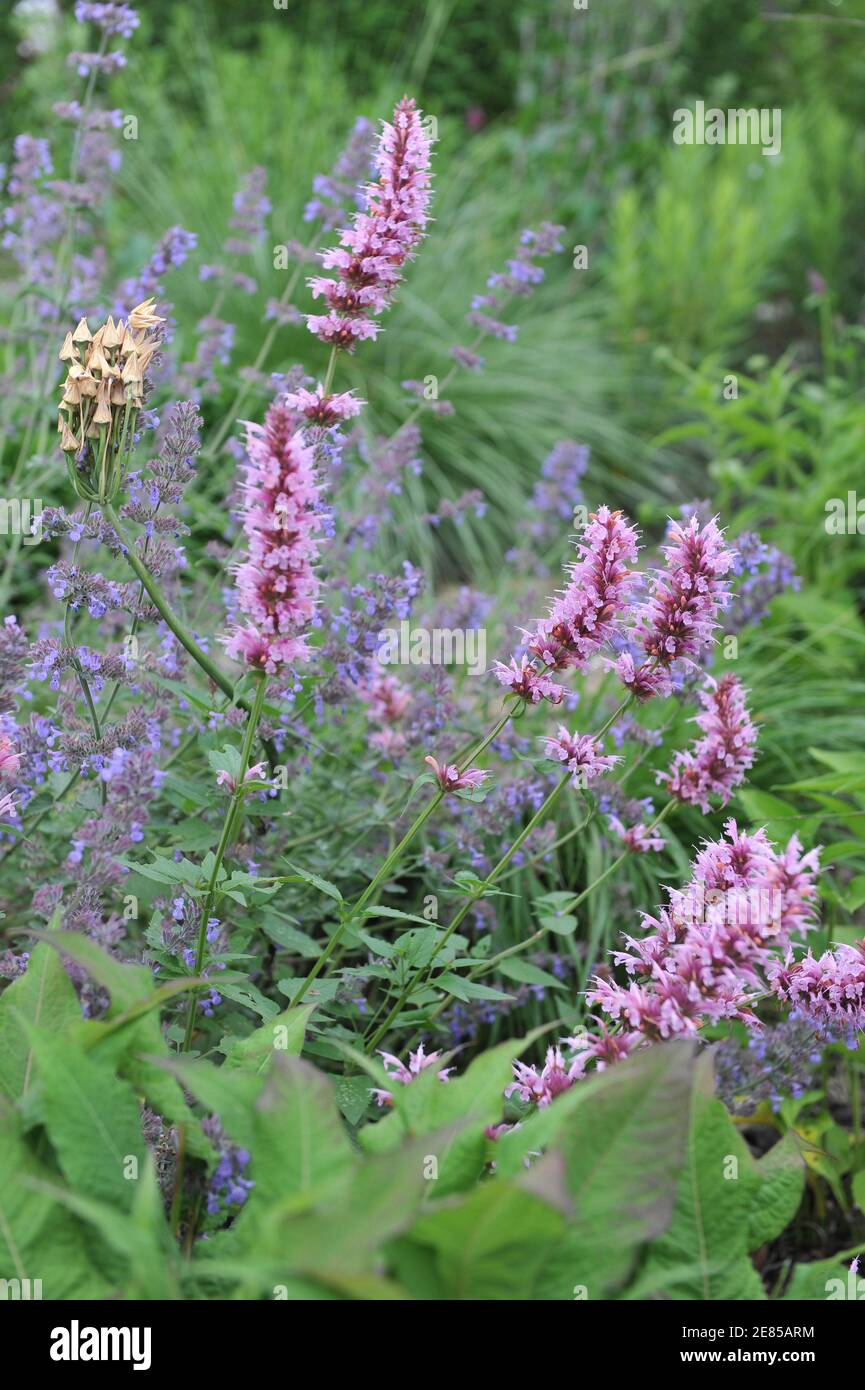 Mexican giant hyssop (Agastache mexicana) Red Fortune, Nectaroscordum ...