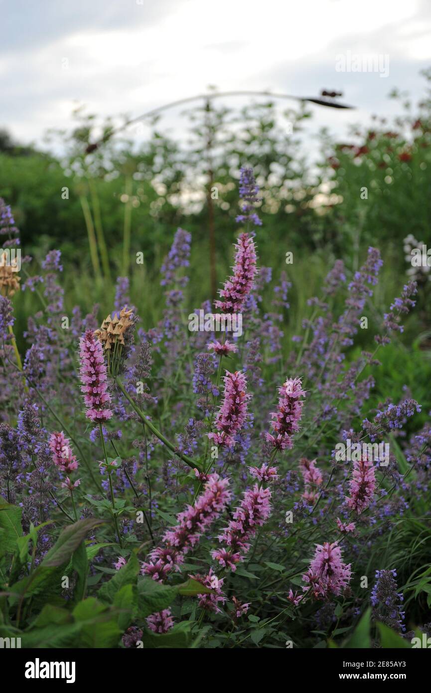 Mexican giant hyssop (Agastache mexicana) Red Fortune, Nectaroscordum ...