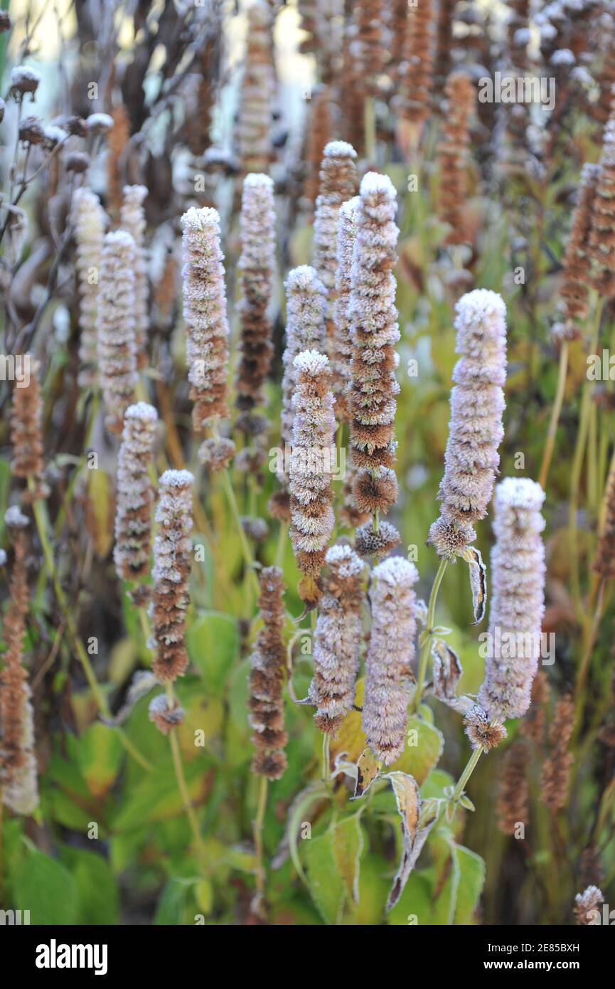 Winter garden seedheads hi-res stock photography and images - Alamy