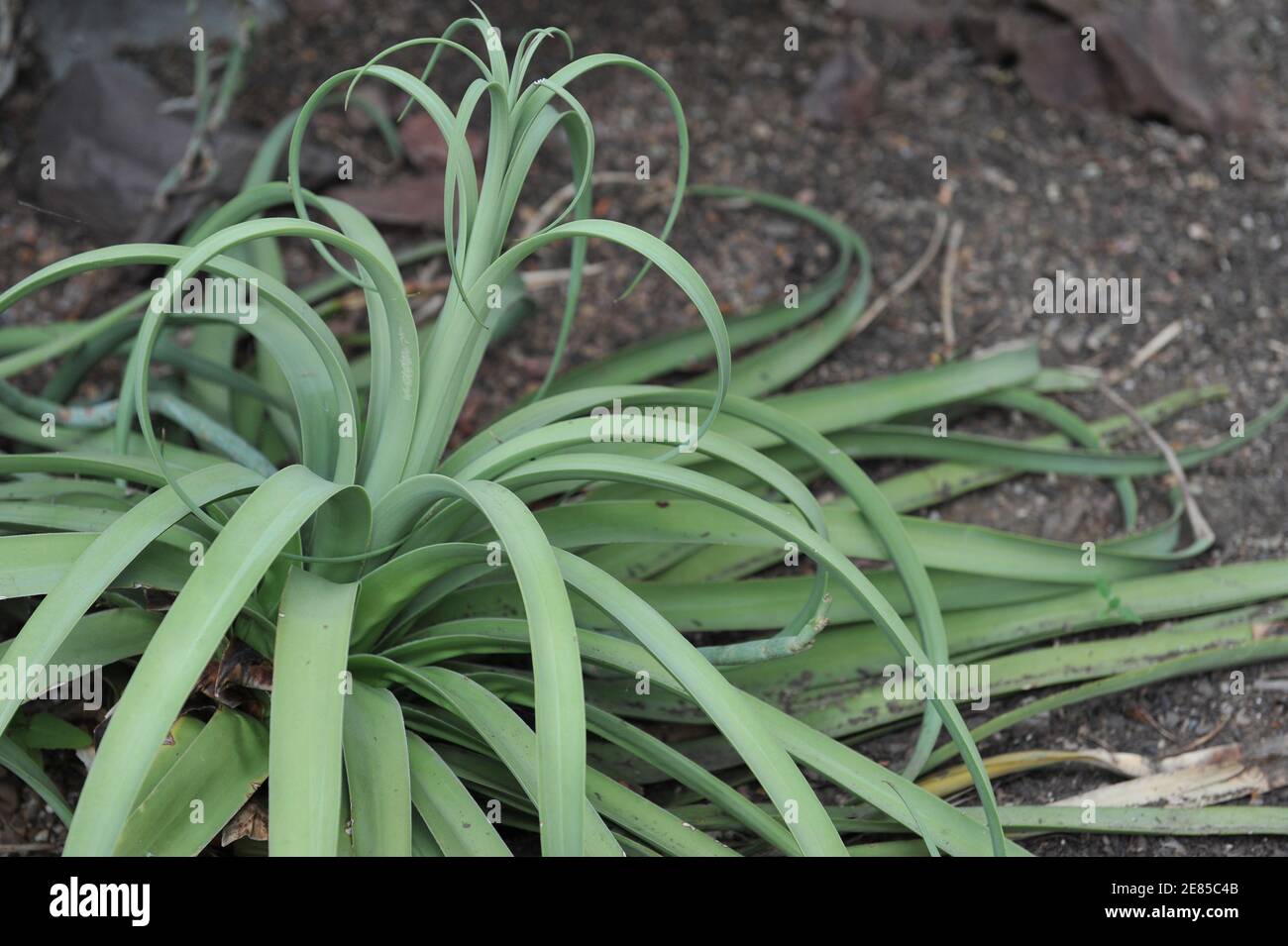 Spider agave (Agave bracteosa) grows in a glasshouse in a garden in May ...