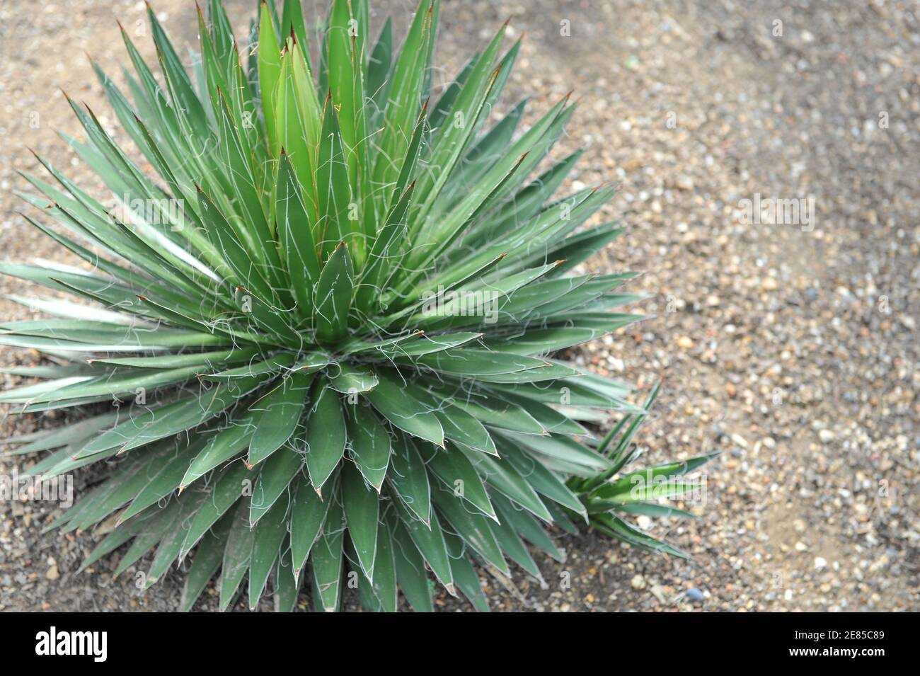 Agave filifera hi-res stock photography and images - Alamy