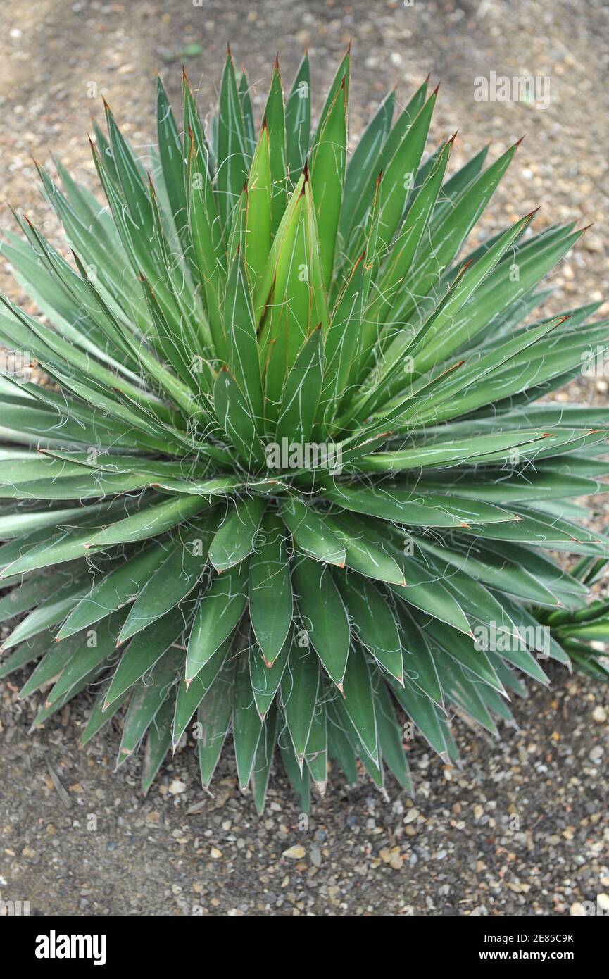 Agave filifera hi-res stock photography and images - Alamy