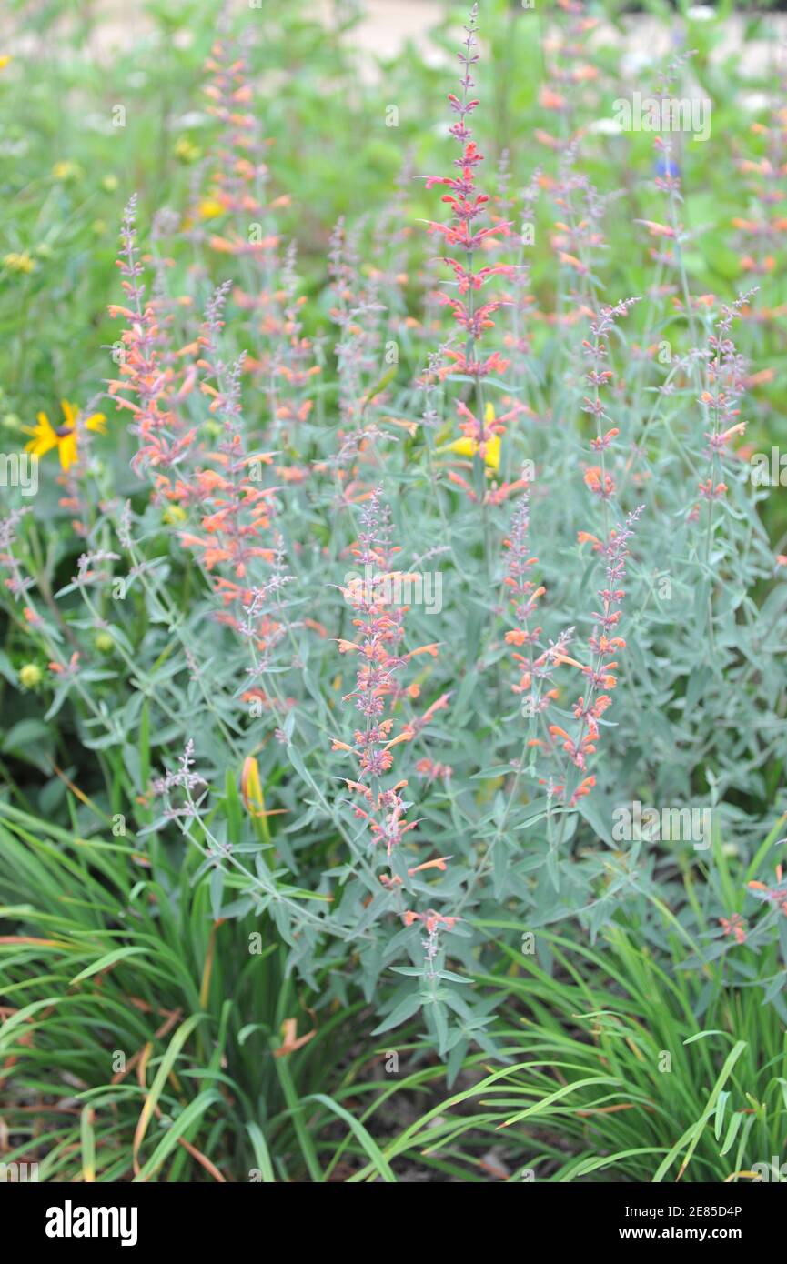 Giant hyssop (Agastache barberi) Firebird with grey-green leaves and ...