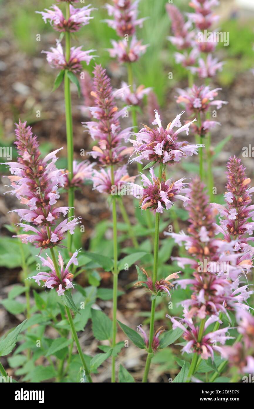 Mexican giant hyssop (Agastache mexicana) Red Fortune blooms in a ...
