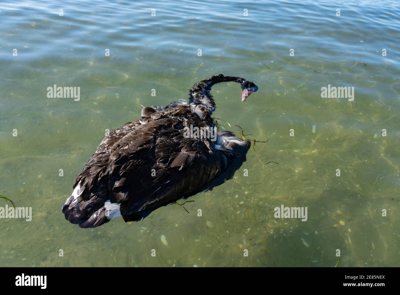 Dead black swan floats up harbour Stock Photo - Alamy