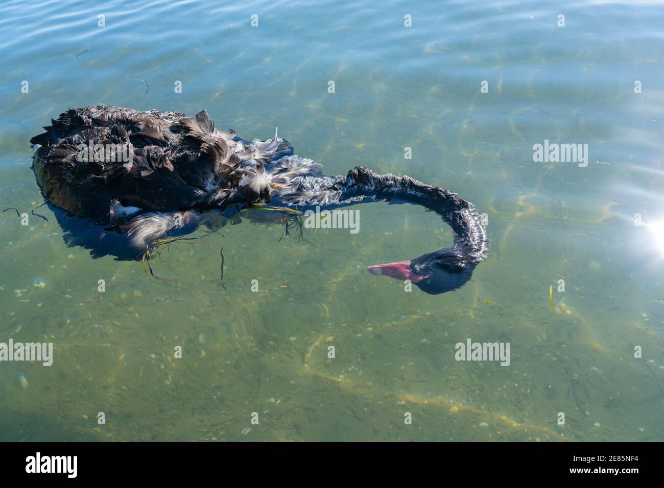 Dead swan hi-res stock photography and images - Alamy