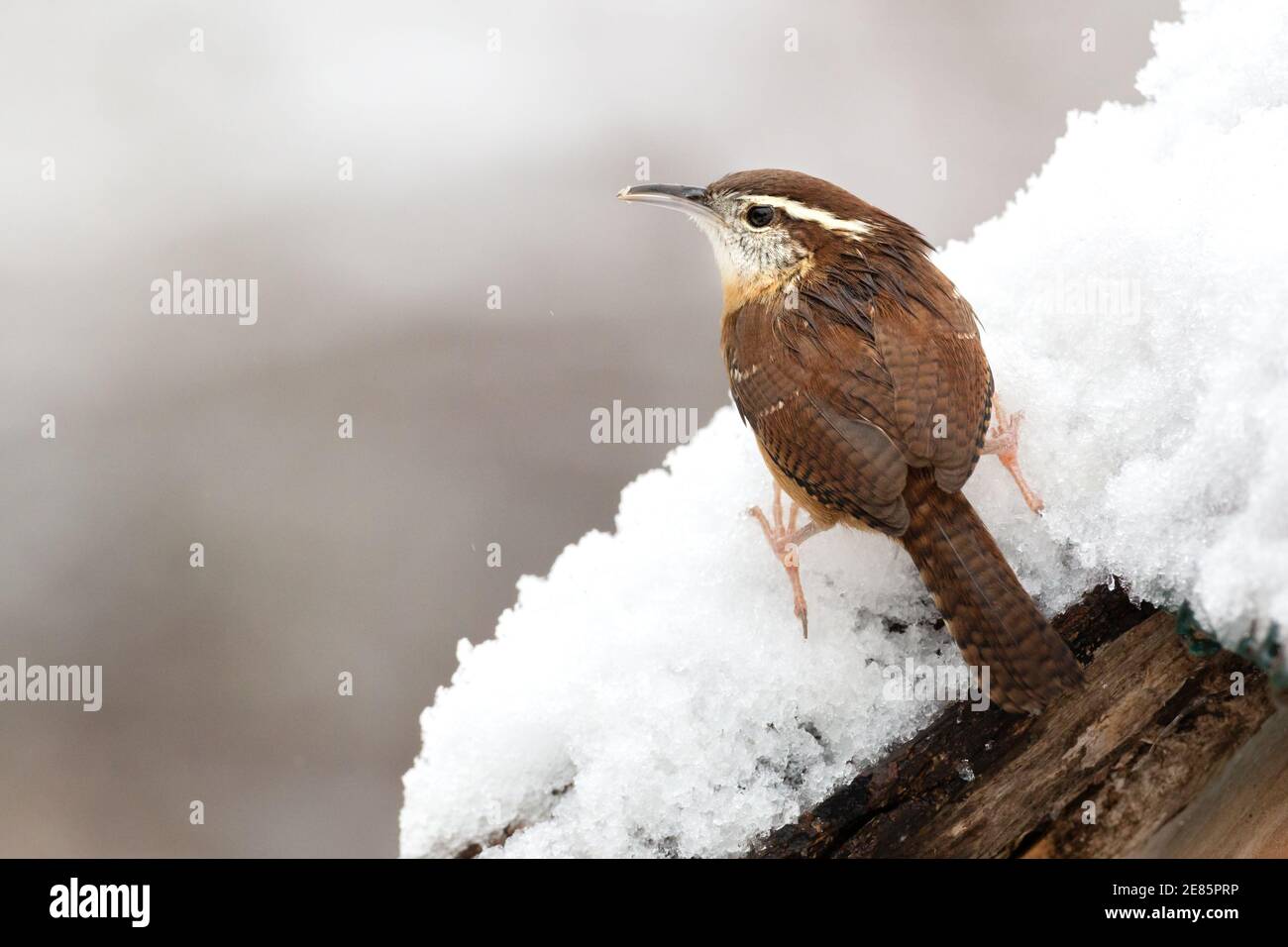 Carolina wren song bird hi-res stock photography and images - Alamy
