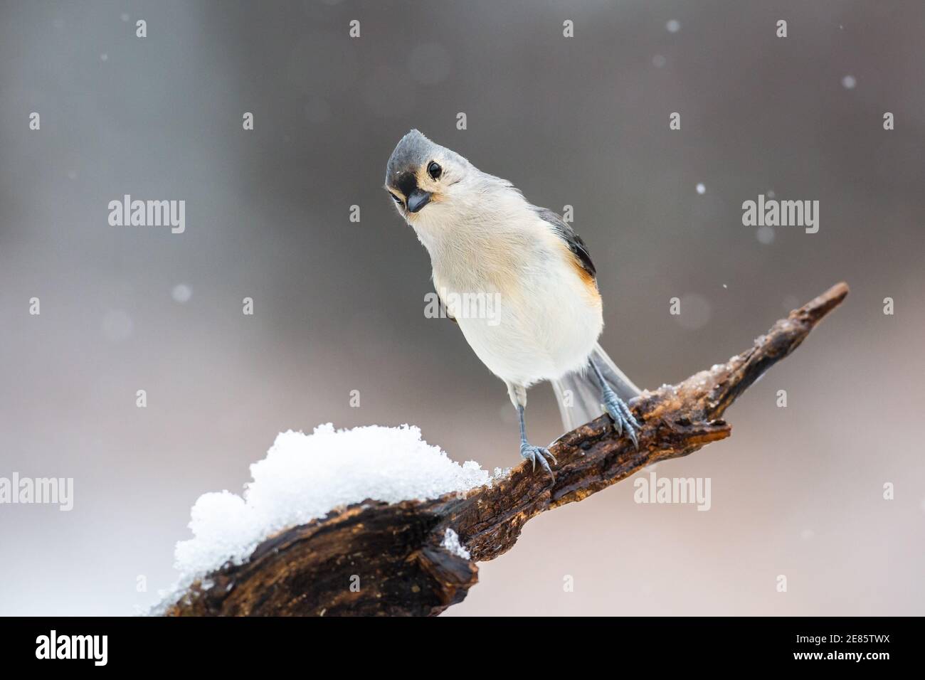 Tufted Titmouse, Baeolophus bicolor Stock Photo - Alamy