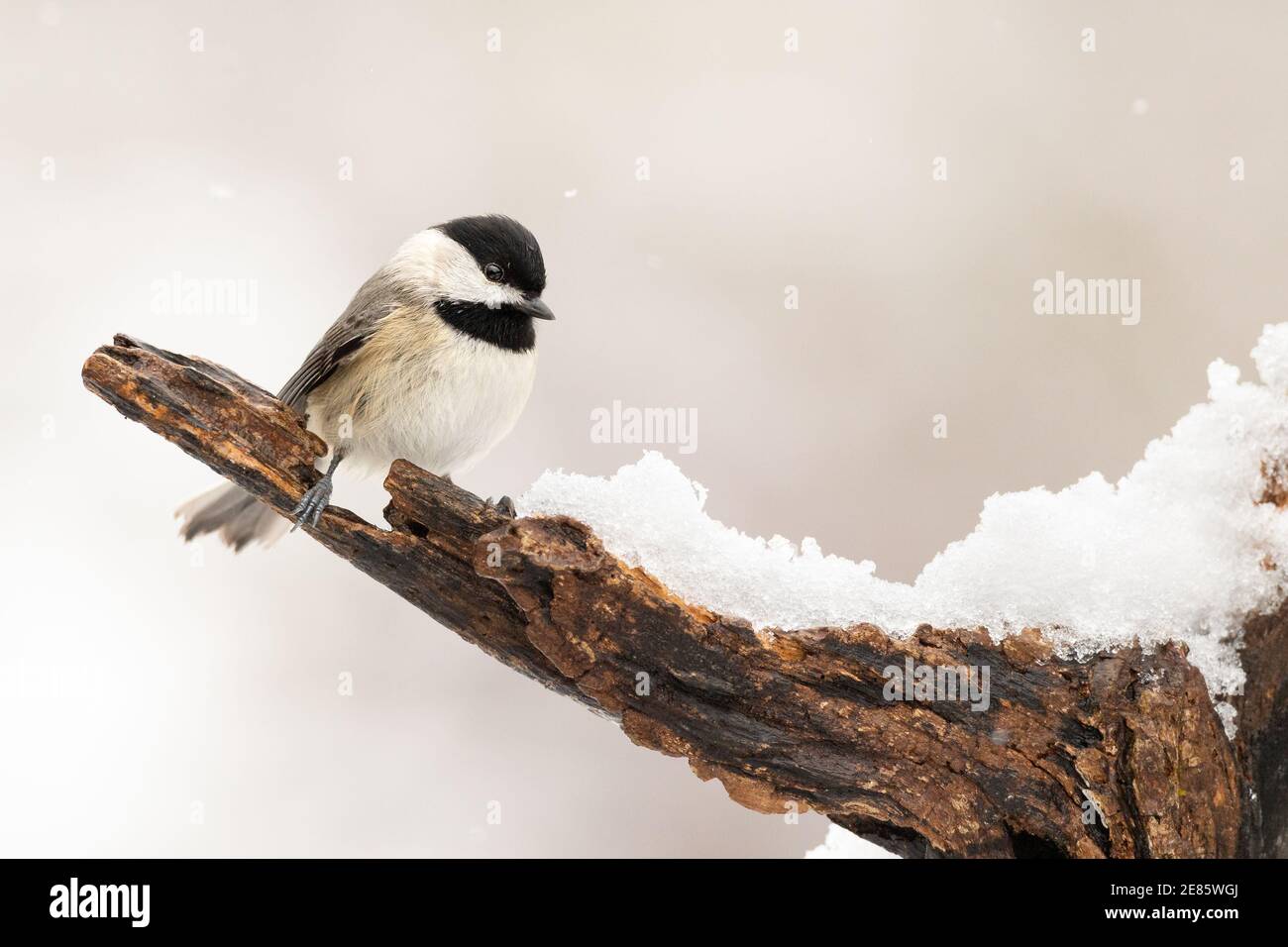 Carolina Chickadee in snow clean background, Poecile carolinensis Stock ...