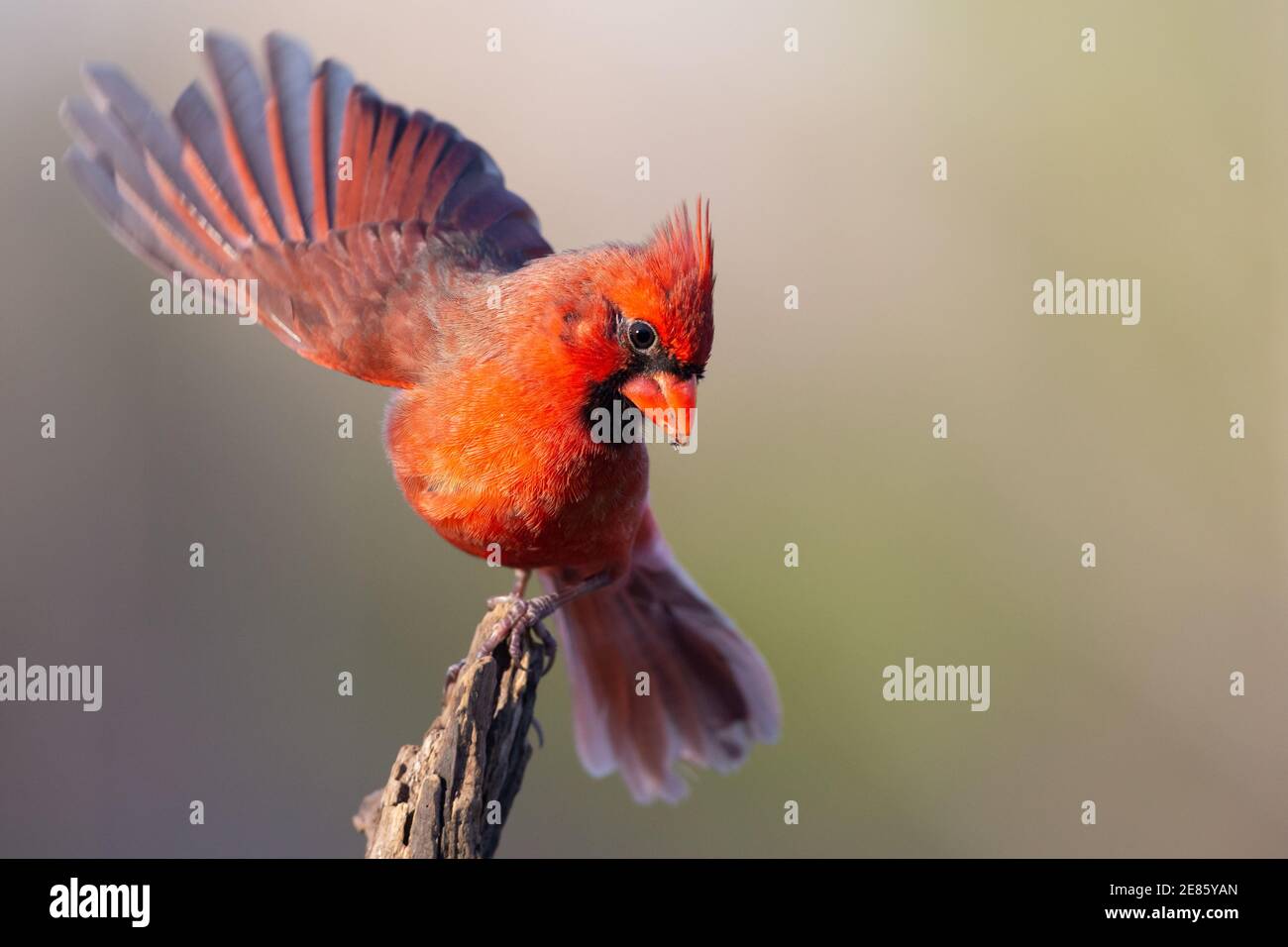 Winged male hi-res stock photography and images - Alamy