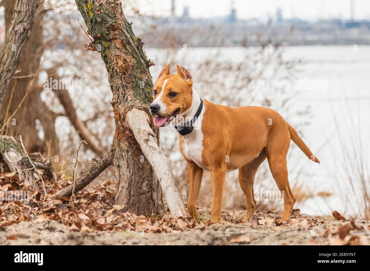 american staffordshire terrier run in the forest. stafford terrier dog ...