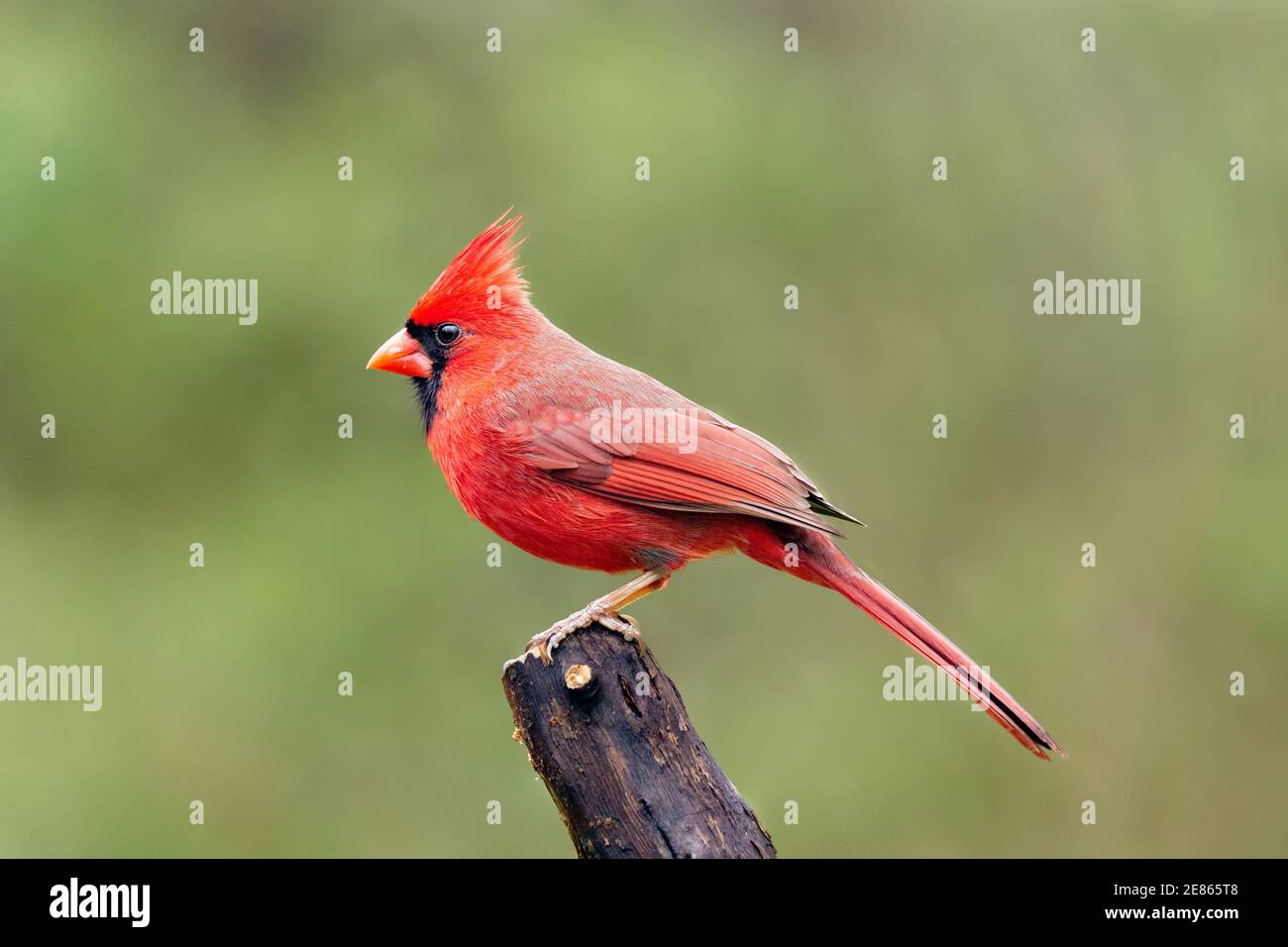 Male Northern Cardinal on branch clean background, Cardinalis ...