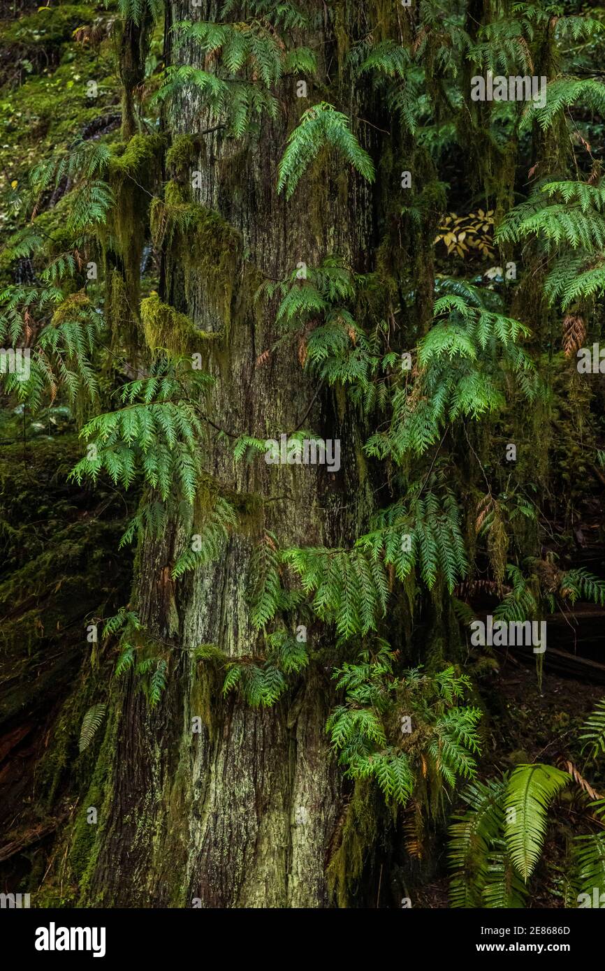 A Western Red Cedar tree in the Staircase Rapids area of Olympic ...