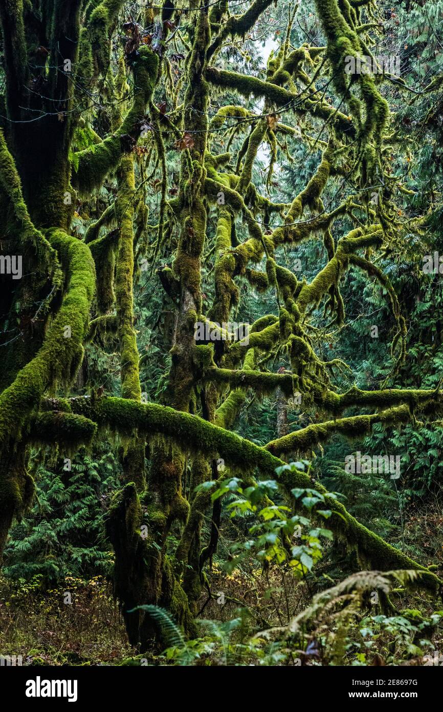 Moss covered branches of Big Leaf maple trees, Staircase Rapids area of ...