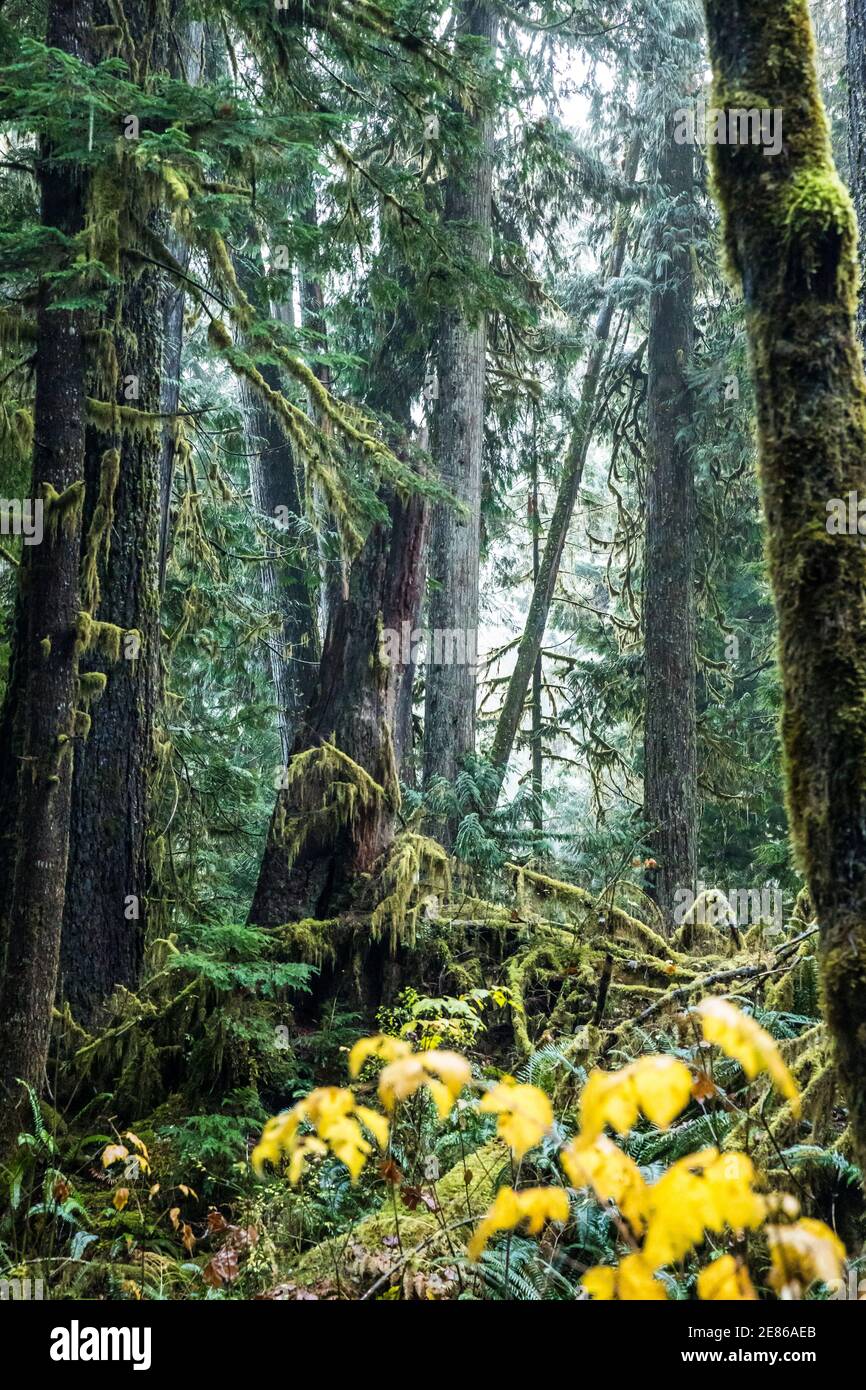 Old growth forest, Staircase Rapids area of Olympic National Park ...