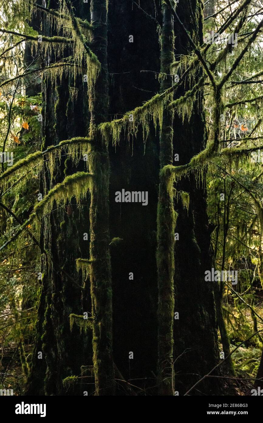 Temperate rainforest trees hi-res stock photography and images - Alamy