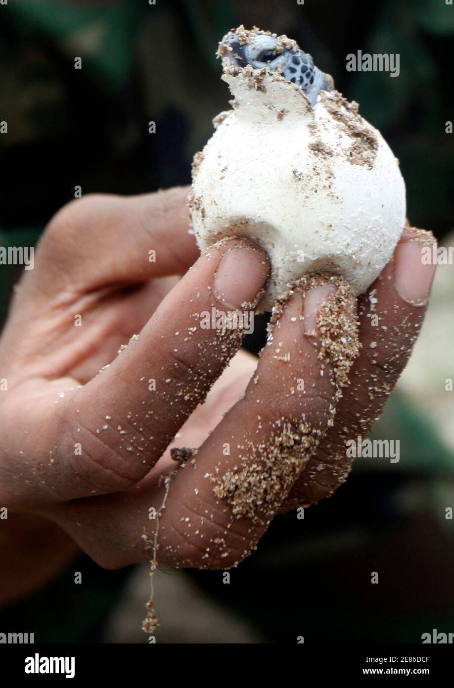 Hatching baby sea turtles egg hi-res stock photography and images - Alamy